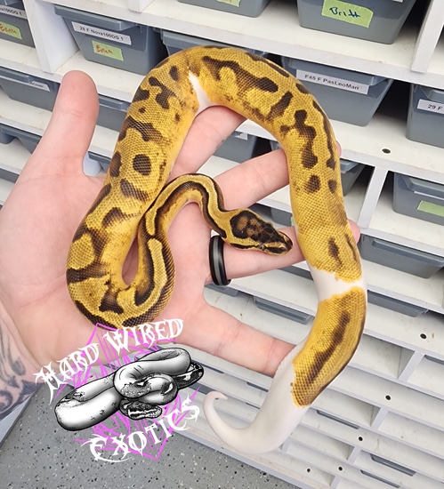 Pastel Enchi Pied Ball Python by Hard Wired Exotics