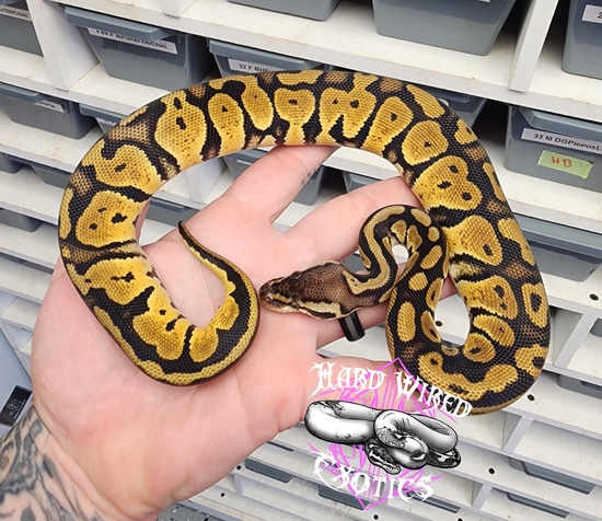 Pastel Mandarin Ball Python by Hard Wired Exotics