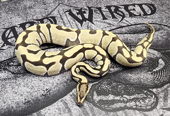 Enchi DG Ball Python by Hard Wired Exotics