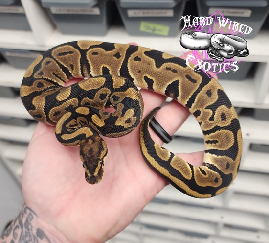 Leopard NR Mandarin 50% Het Hypo Ball Python by Hard Wired Exotics