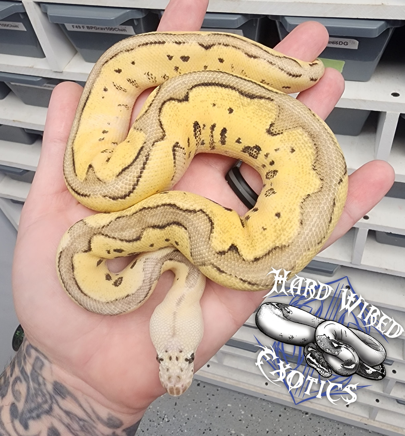 Firefly Leo Clown 66% Het DG Ball Python by Hard Wired Exotics ...