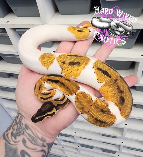OD YB Pied Ball Python by Hard Wired Exotics