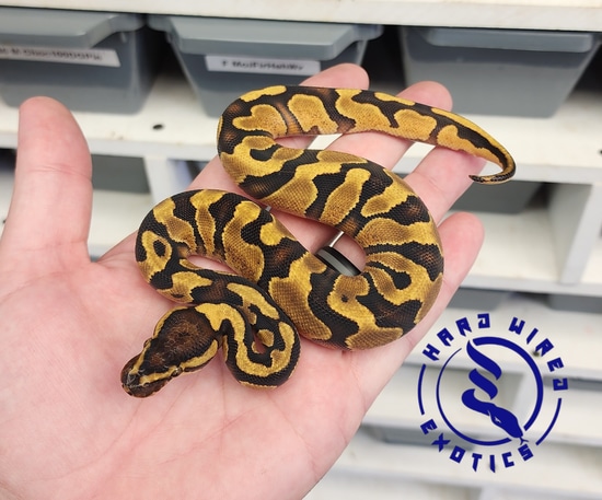 Enchi YB Het DG Ball Python by Hard Wired Exotics