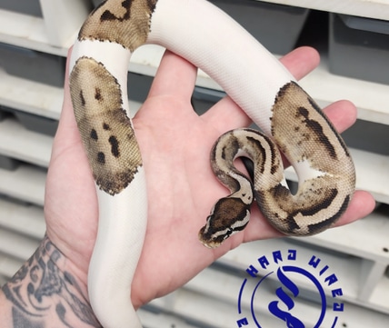 Blackhead Chocolate Lesser Hypo Ball Python by Hard Wired Exotics ...