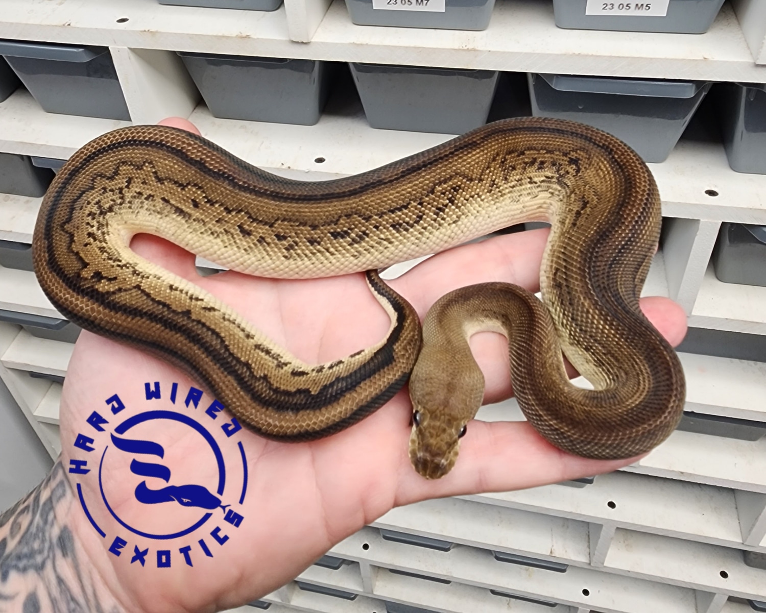 Bongo Leopard Cinnamon Clown Ball Python by Hard Wired Exotics ...