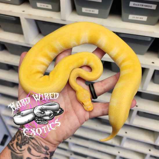 Super Enchi Rainbow Ball Python by Hard Wired Exotics