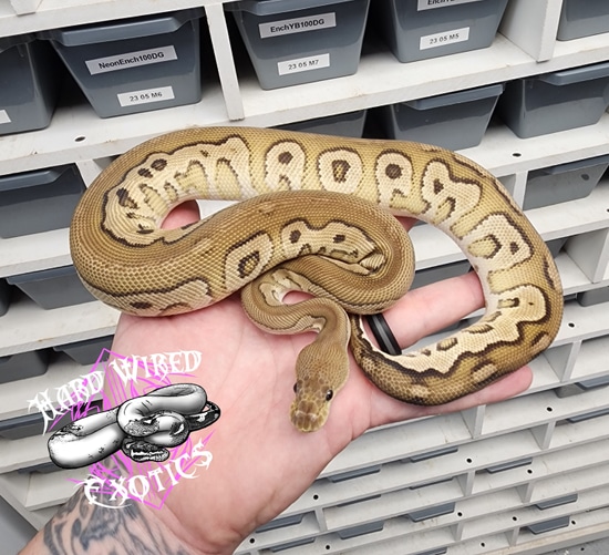Cypress Cinnamon Clown Ball Python by Hard Wired Exotics