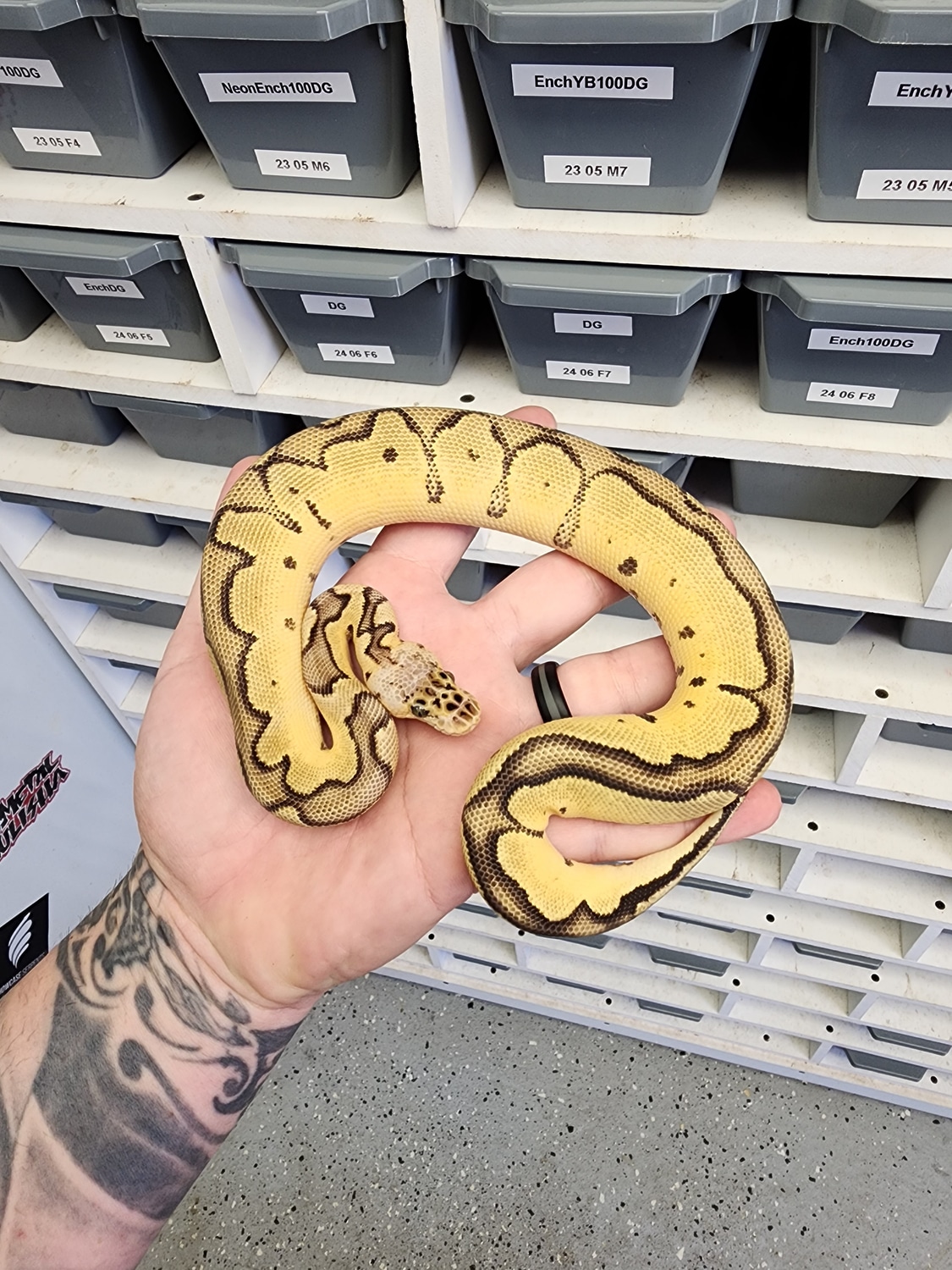 Pastel Motley Clown Het Axantic Ball Python by Hard Wired Exotics ...