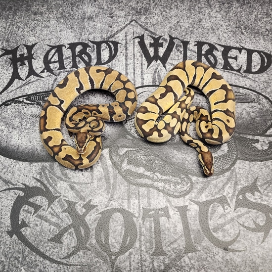 Pair Enchi Het Clown Ax Hypo DG Ball Python by Hard Wired Exotics