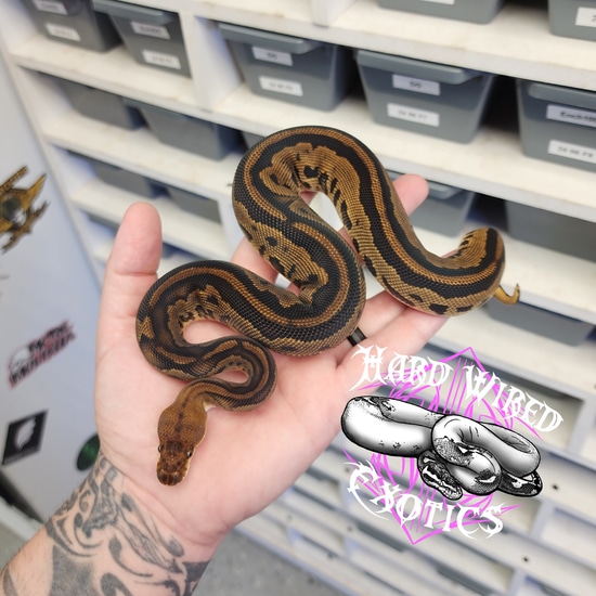 Bongo Leopard Clown Ball Python by Hard Wired Exotics
