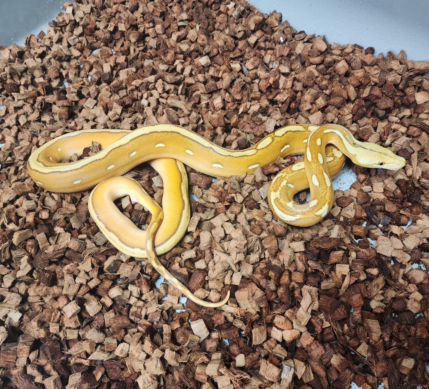 Sunfire OGS (Likely Super Sun) Reticulated Python by Hard Wired Exotics ...