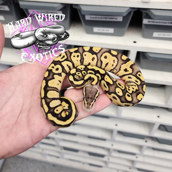 Firefly Het DG Ball Python by Hard Wired Exotics