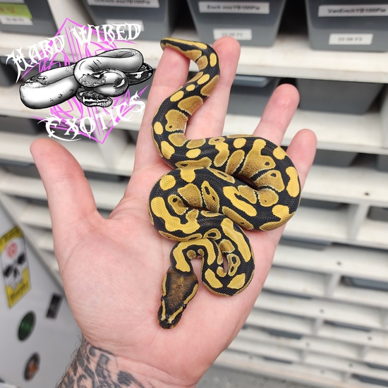 DG Ball Python by Hard Wired Exotics