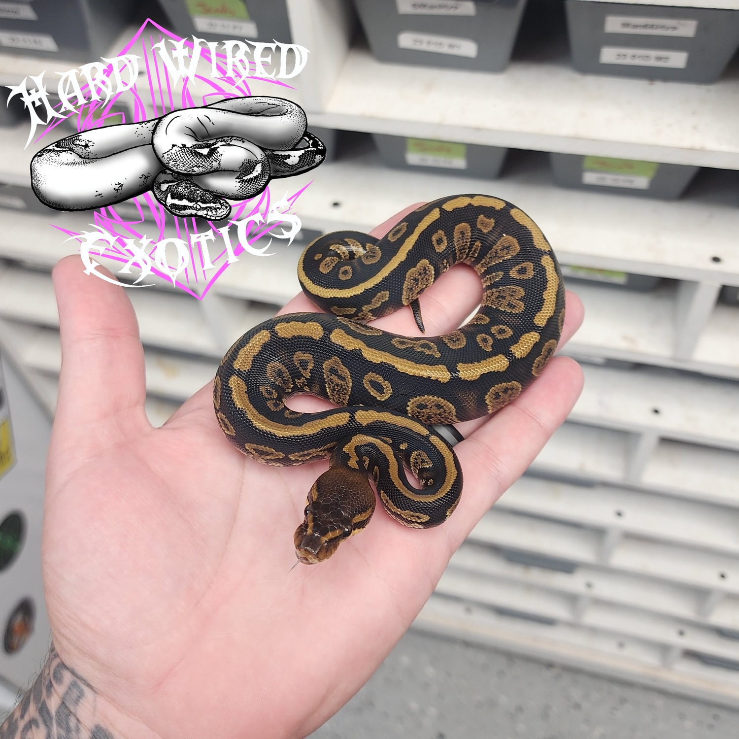 Stranger Pos Het Clown Ball Python by Hard Wired Exotics - MorphMarket