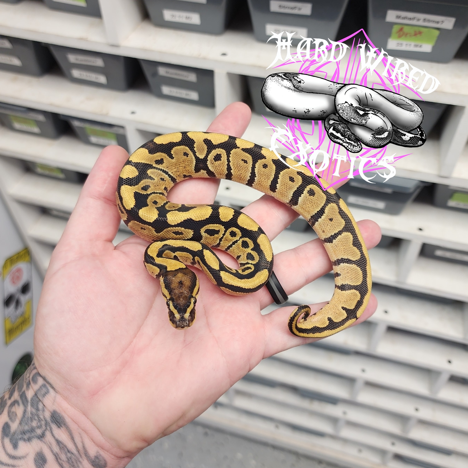 Fire Het Clown Ball Python by Hard Wired Exotics - MorphMarket