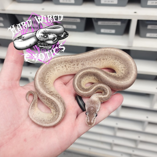 Calico Black Pastel Pastel Pin Het Pied Ball Python by Hard Wired Exotics