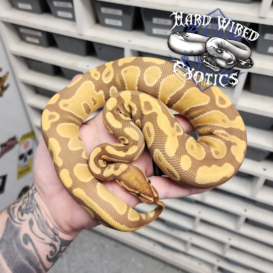 Ultramel Het Pied Ball Python by Hard Wired Exotics