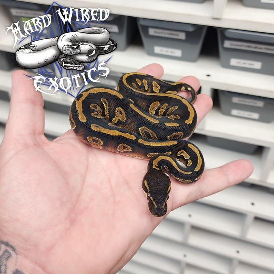 BH Arroyo 50% Het Lav Pied Ball Python by Hard Wired Exotics