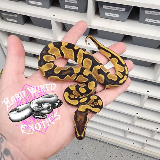 OD Het Lav Het Pied Ball Python by Hard Wired Exotics