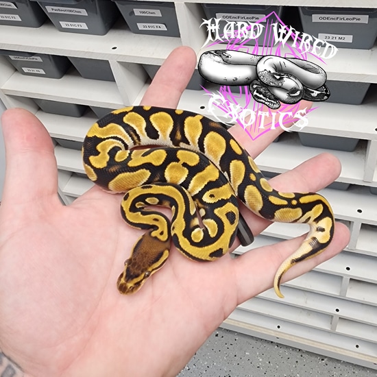Cypress OD YB Het Lav Het Pied Ball Python by Hard Wired Exotics