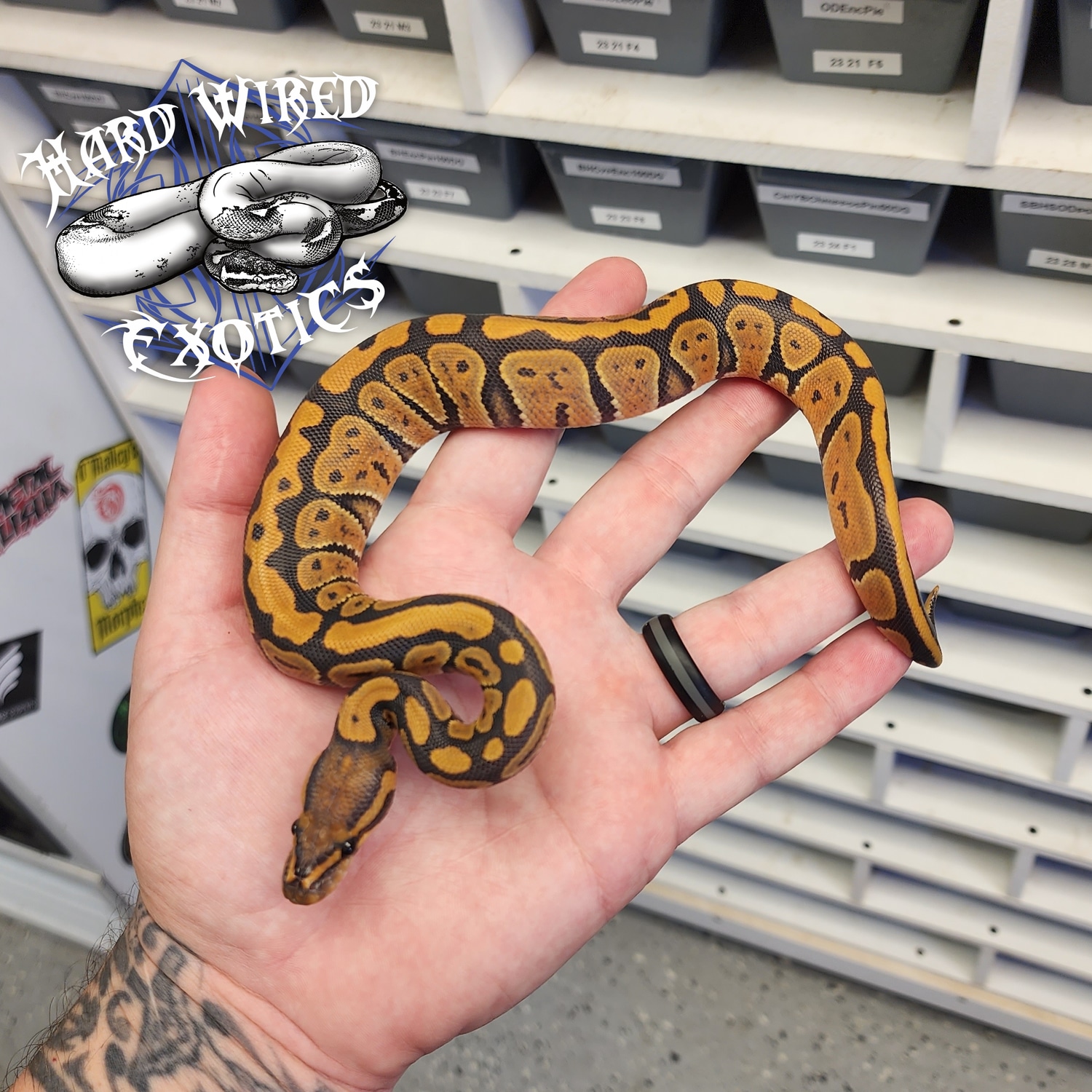 Super NR Mandarin Hypo Ball Python by Hard Wired Exotics - MorphMarket