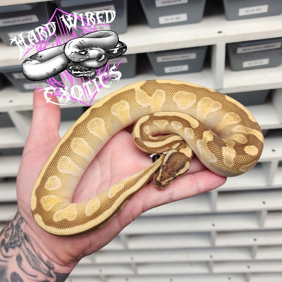22 Butter Het Clown Het DG Ball Python by Hard Wired Exotics