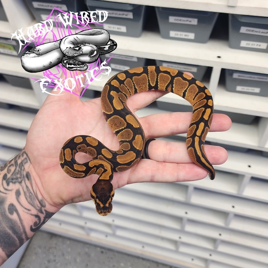 Super NR Mandarin Ball Python by Hard Wired Exotics