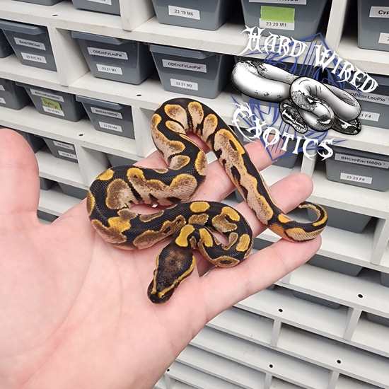Calico Fusion Pos NR Mandarin Ball Python by Hard Wired Exotics