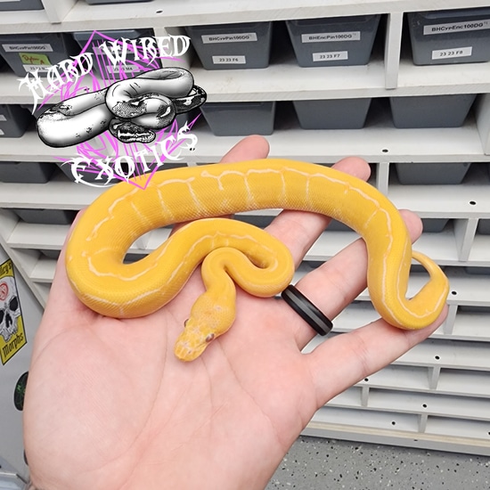 Cypress Pin Lav Het Pied Ball Python by Hard Wired Exotics