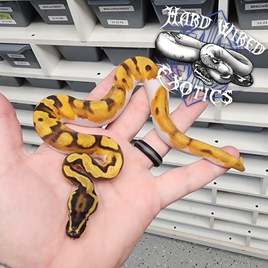 OD Enchi Pied Ball Python by Hard Wired Exotics