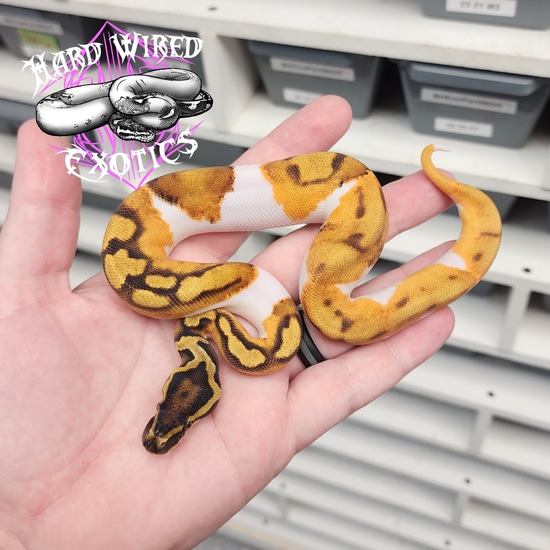 OD Enchi Pied Ball Python by Hard Wired Exotics