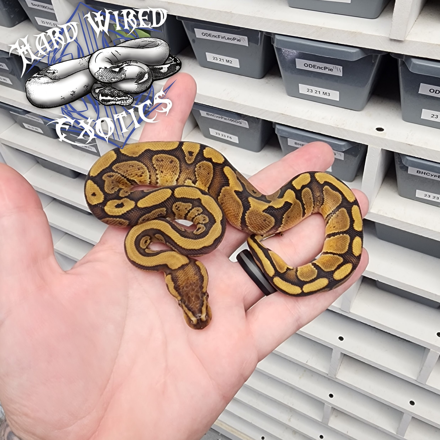 Trojan RS Het Clown Ball Python by Hard Wired Exotics - MorphMarket