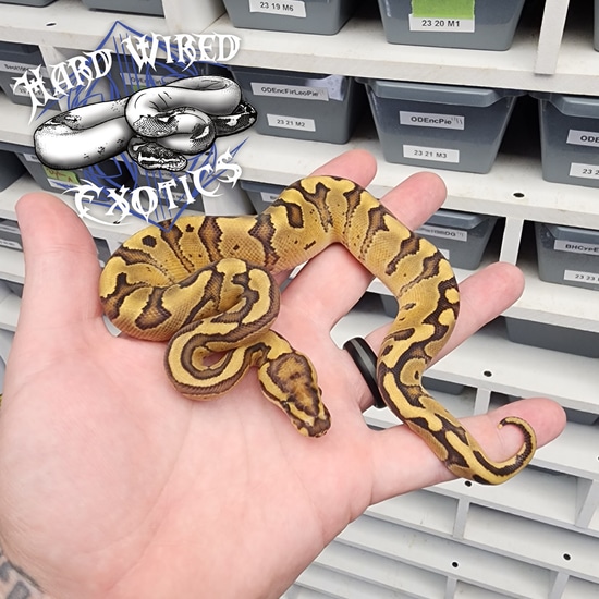 Trojan RS Enchi Fire Het Clown Ball Python by Hard Wired Exotics