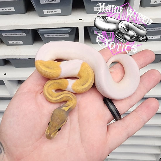 Mojave Hypo Pied Pos Arroyo Ball Python by Hard Wired Exotics