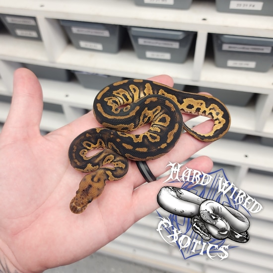 BH Spotnose Clown Ball Python by Hard Wired Exotics