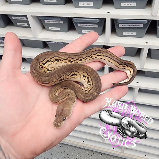 BH Cinnamon Clown Ball Python by Hard Wired Exotics