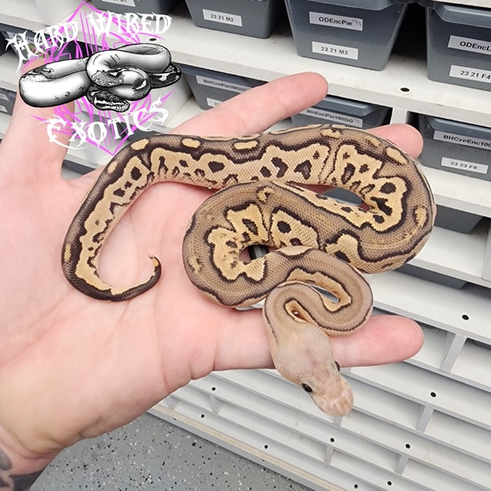 Fire Spotnose Cinnamon Clown Ball Python by Hard Wired Exotics