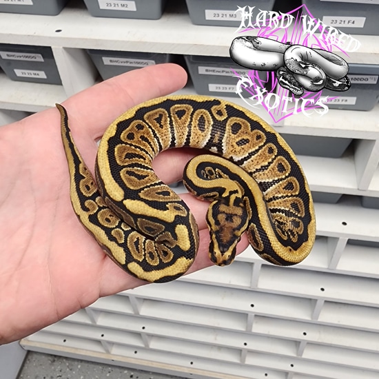 Spotnose Het Clown Ball Python by Hard Wired Exotics