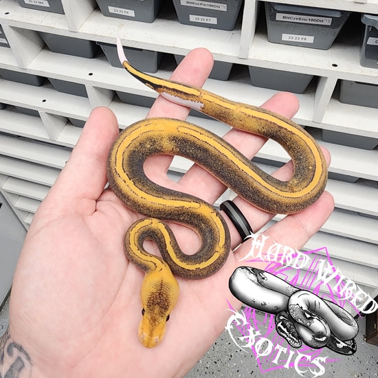 Champagne Cinnamon YB 50% Het DG Ball Python by Hard Wired Exotics