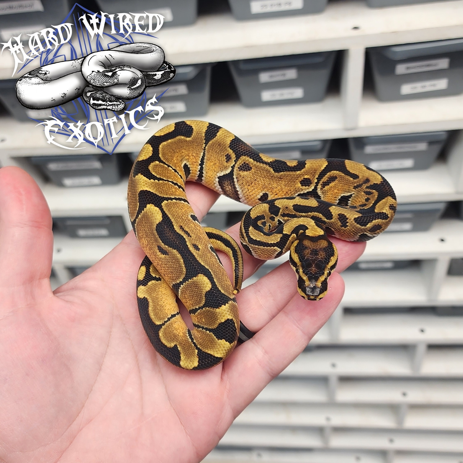 Mario Enchi Het DG Ball Python by Hard Wired Exotics - MorphMarket