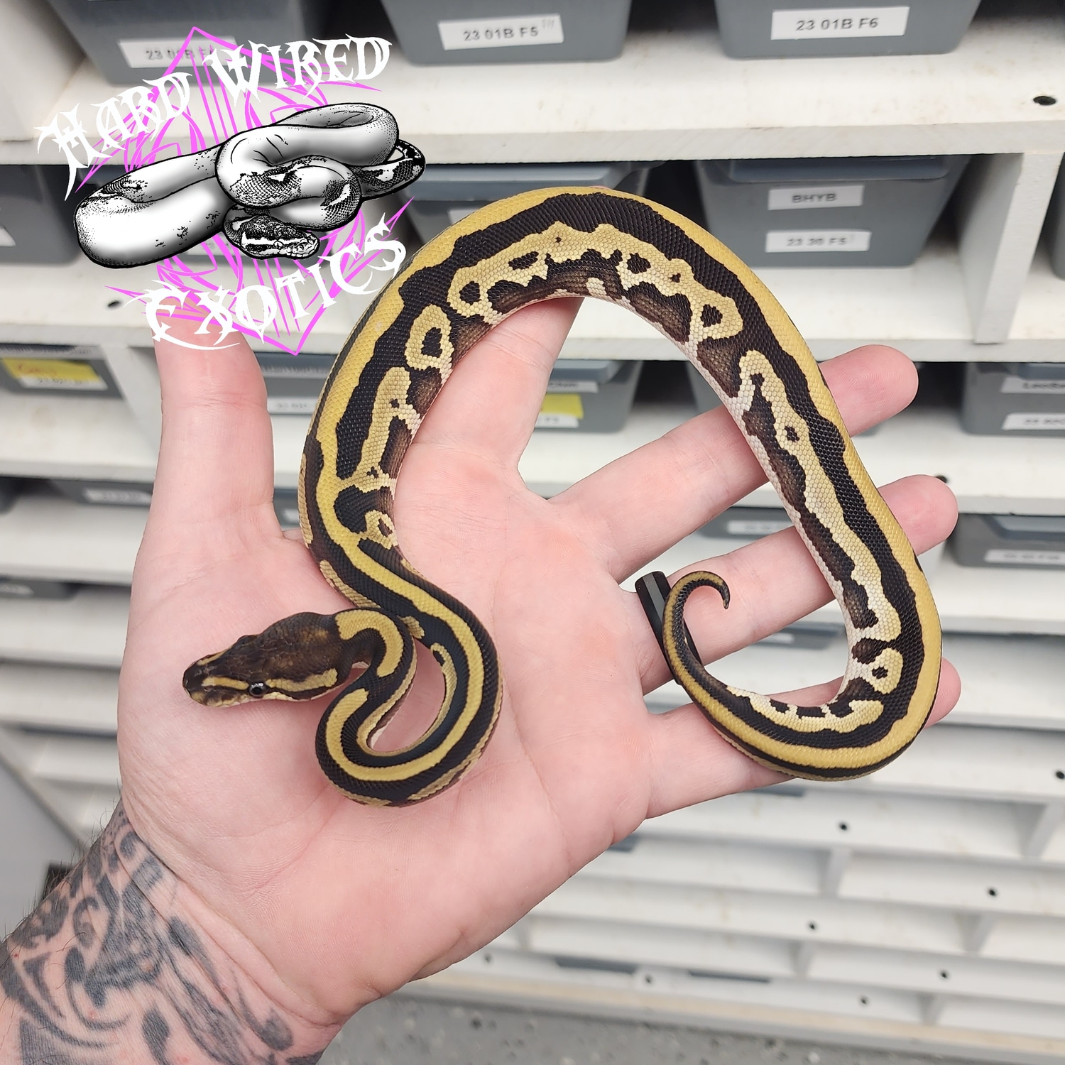 Mojave Leopard Het Pied Het VPI Axanthic Ball Python by Hard Wired ...