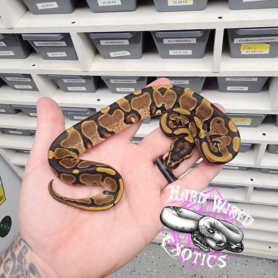 Calico Het Black Axanthic Ball Python by Hard Wired Exotics