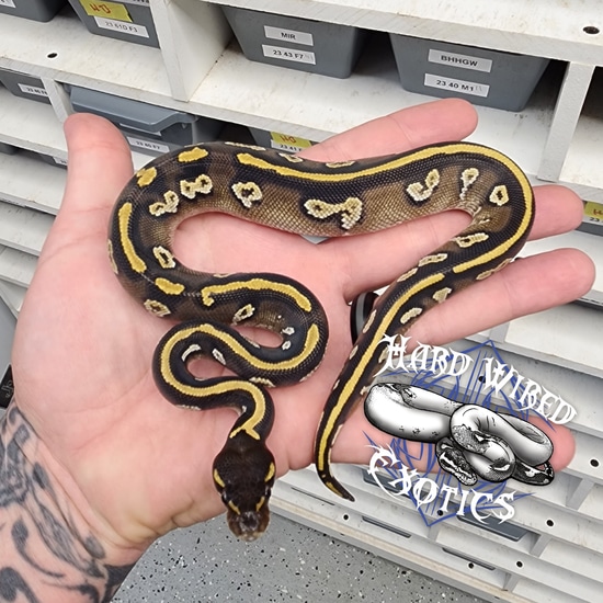 Super Blackhead Mojave YB Pos Het Lav Pied Ball Python by Hard Wired Exotics