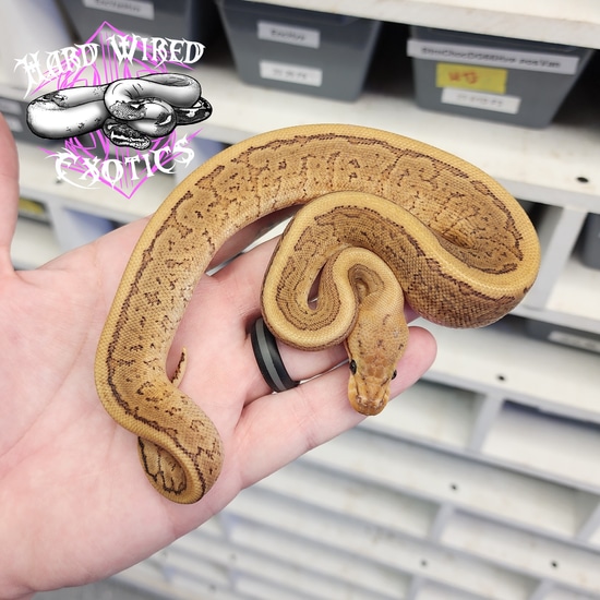 RedStripe Pinstripe Het Clown Ball Python by Hard Wired Exotics