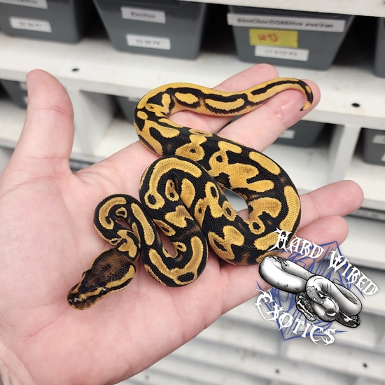 Freak OD YB Het Pied Ball Python by Hard Wired Exotics