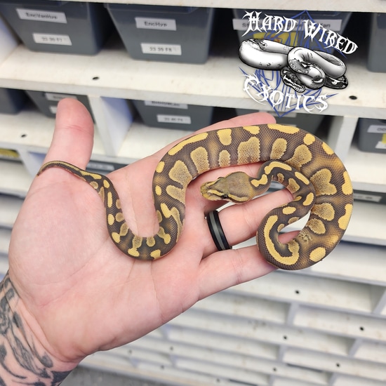 Stranger Chocolate Enchi Hypo Het DG Ball Python by Hard Wired Exotics