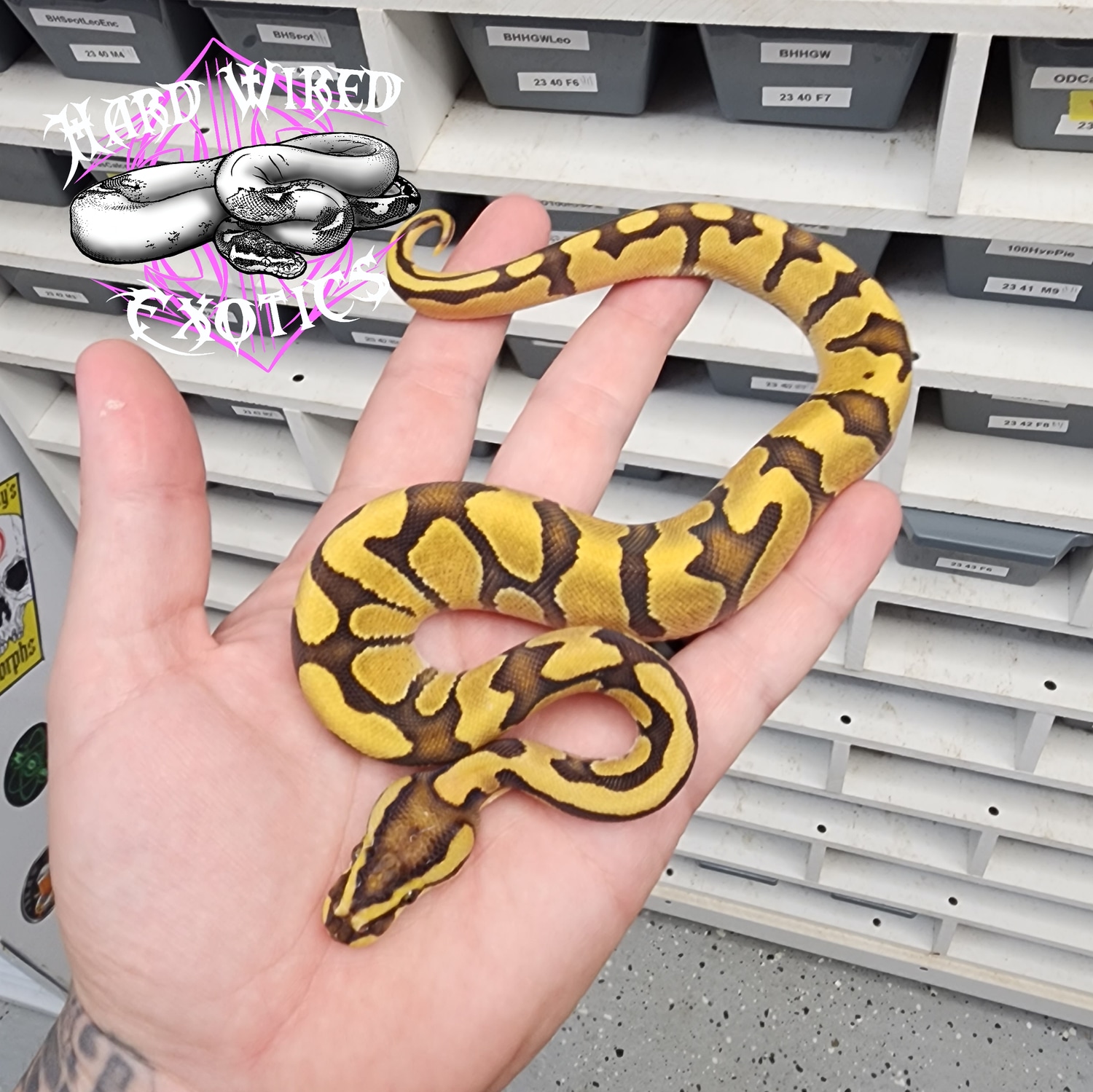 NR Mandarin Vanilla Enchi Het Hypo Ball Python by Hard Wired Exotics ...