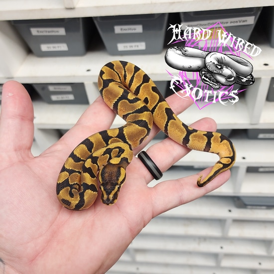 NR Mandarin Enchi Het Hypo Ball Python by Hard Wired Exotics