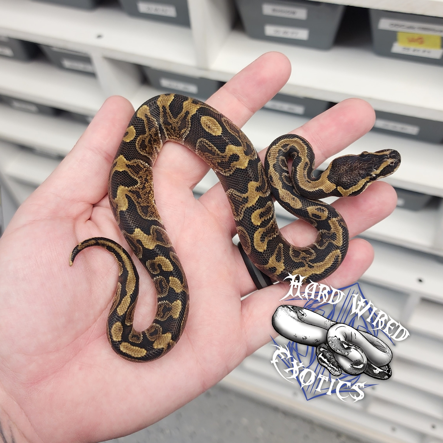 GHI Het DG Het Pied Ball Python by Hard Wired Exotics - MorphMarket