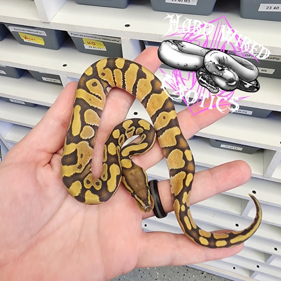 Enchi Hypo Ball Python by Hard Wired Exotics